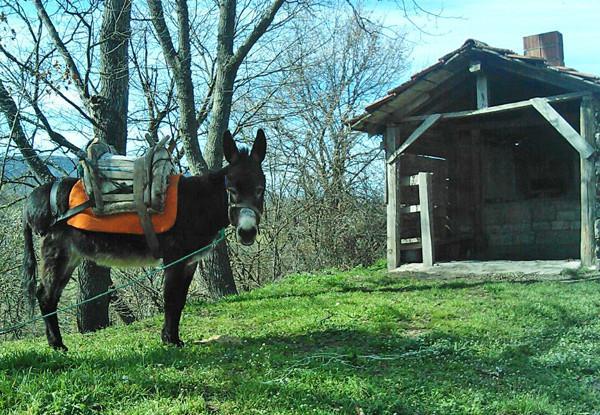 Hayvanlar aleminden daha önce duymadığınız 10 melez hayvan - Keyif ...
