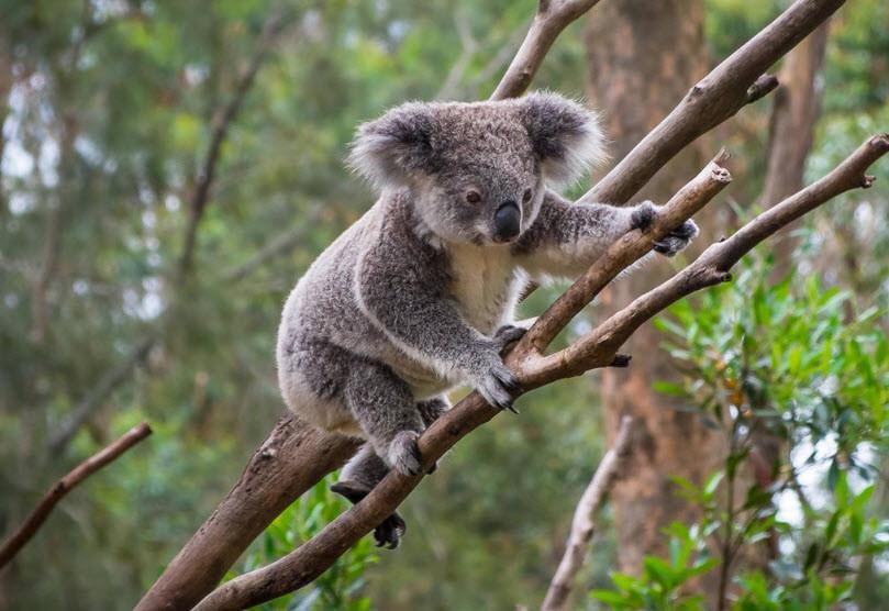 Hayvanların inanılmaz özellikleri: Şaşıracaksınız... - Teknoloji Haberleri