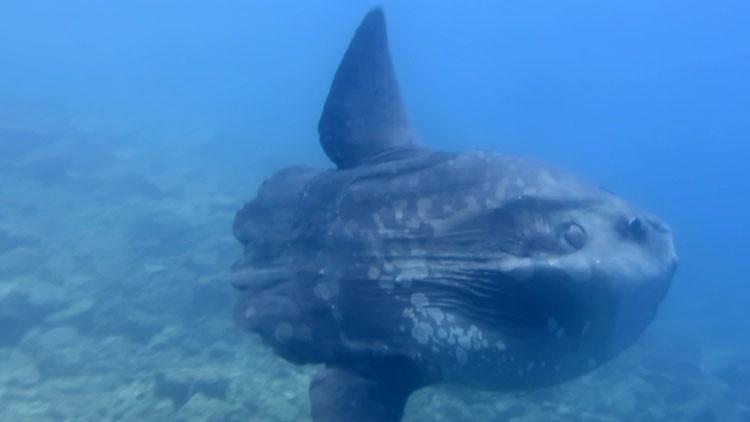 Dev ay balığı görüntülendi! '35 yıldır ilk kez böylesini görüyorum ...