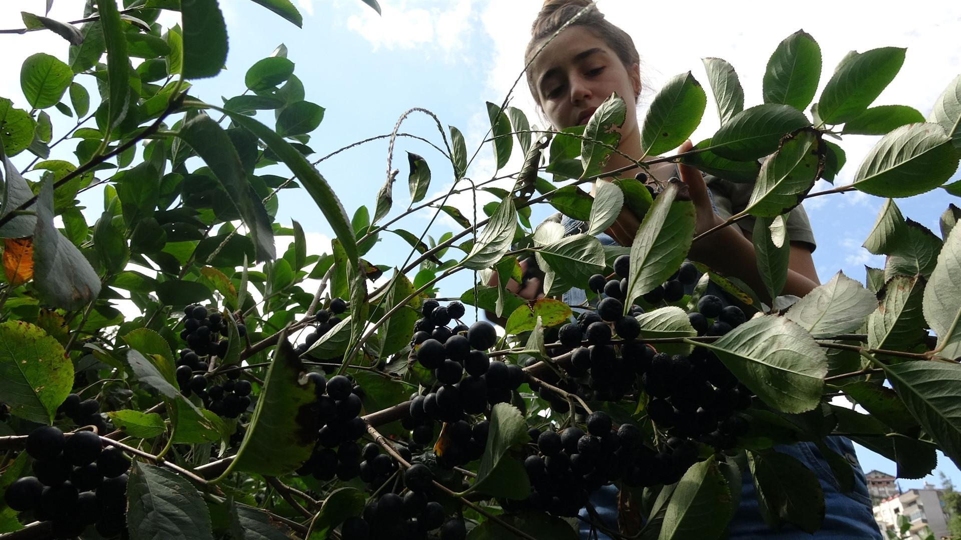 Aronya meyvesi nedir? Aronya meyvesi nasıl bir meyve? Aronya meyvesinin ...