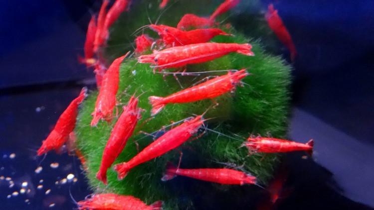 Marimo Yosun Topu Nedir, Nasıl Bakılır? Marimo'nun Aşk ve Şans ...