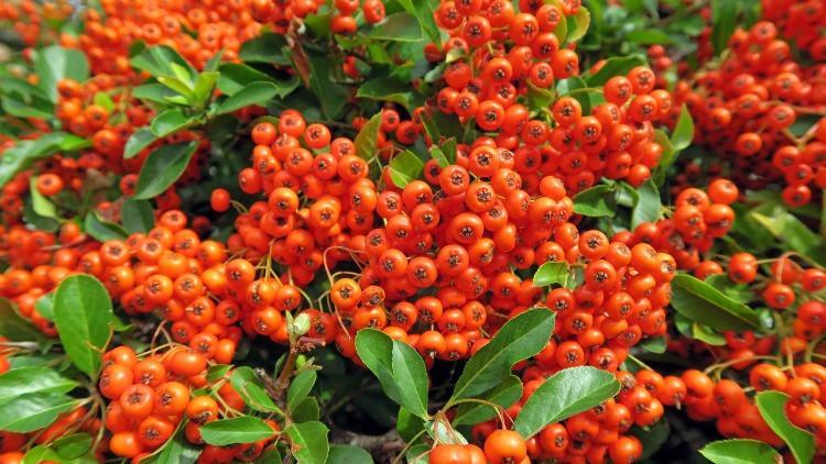 Üvez Meyvesi Nedir, Nerede Yetişir? Üvez Meyvesinin Faydaları ve ...