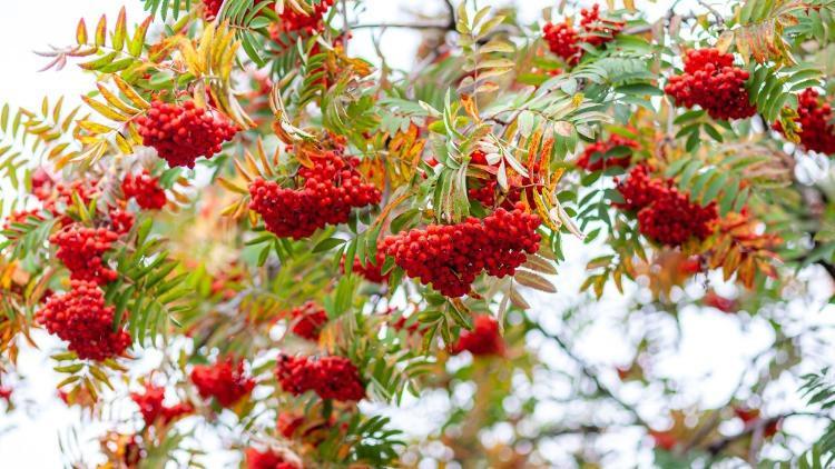 Üvez Meyvesi Nedir, Nerede Yetişir? Üvez Meyvesinin Faydaları ve ...