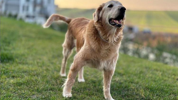 Fenomen köpek Hera toprağa verildi...'Heranın Babası' hesabından yeni ...