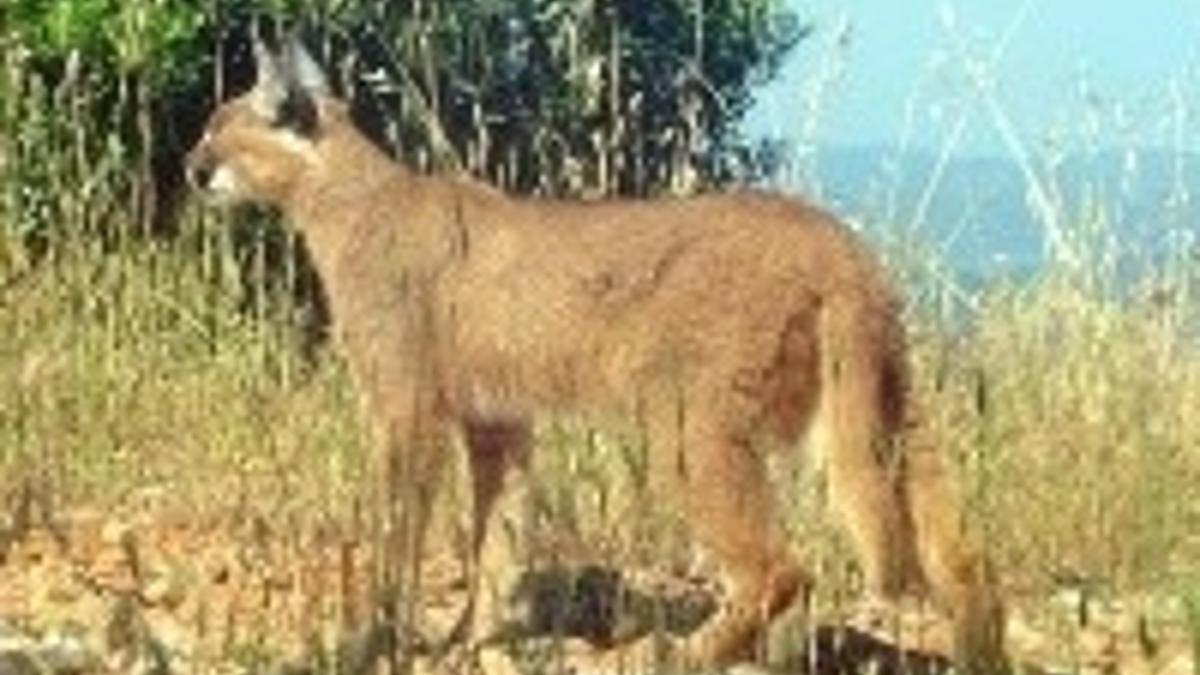 Karakulak'ın fotoğrafı çekildi - Son Dakika Haberler
