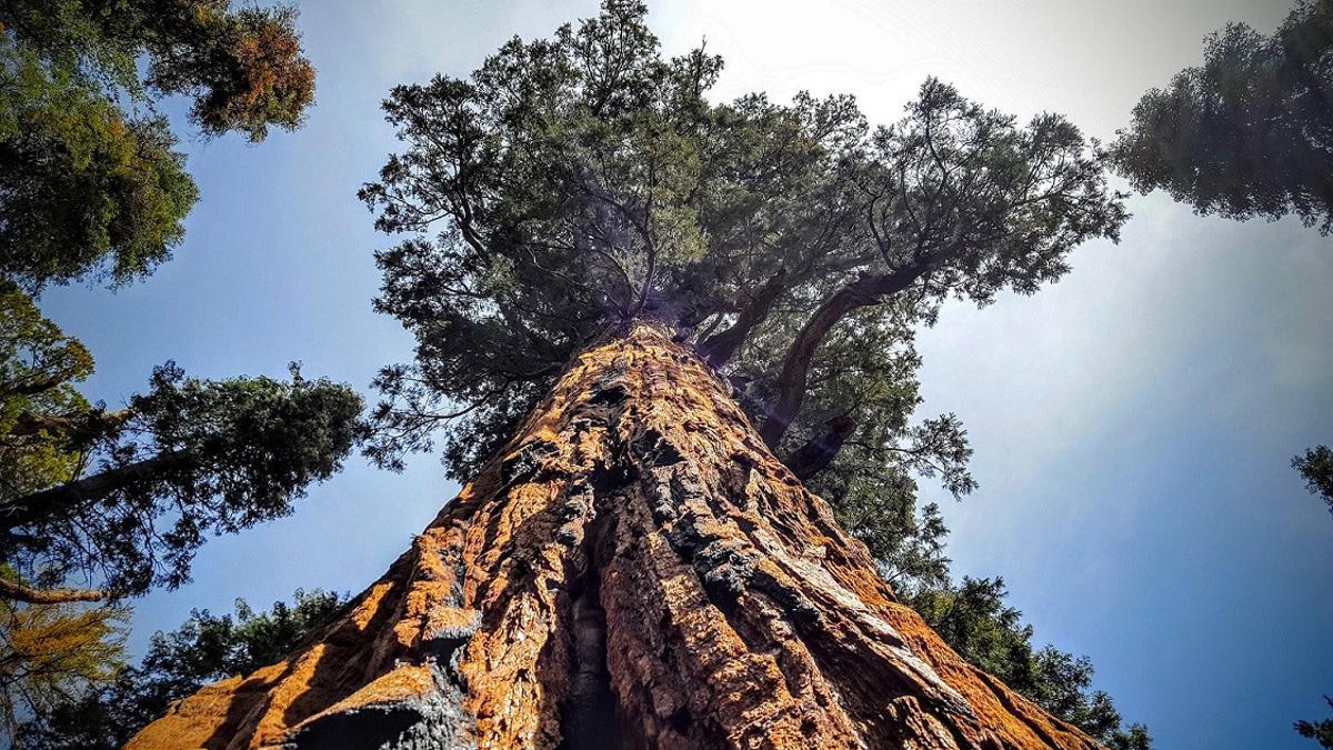 3200 yıllık ağaç 'The President', Kaliforniya gezi rehberi