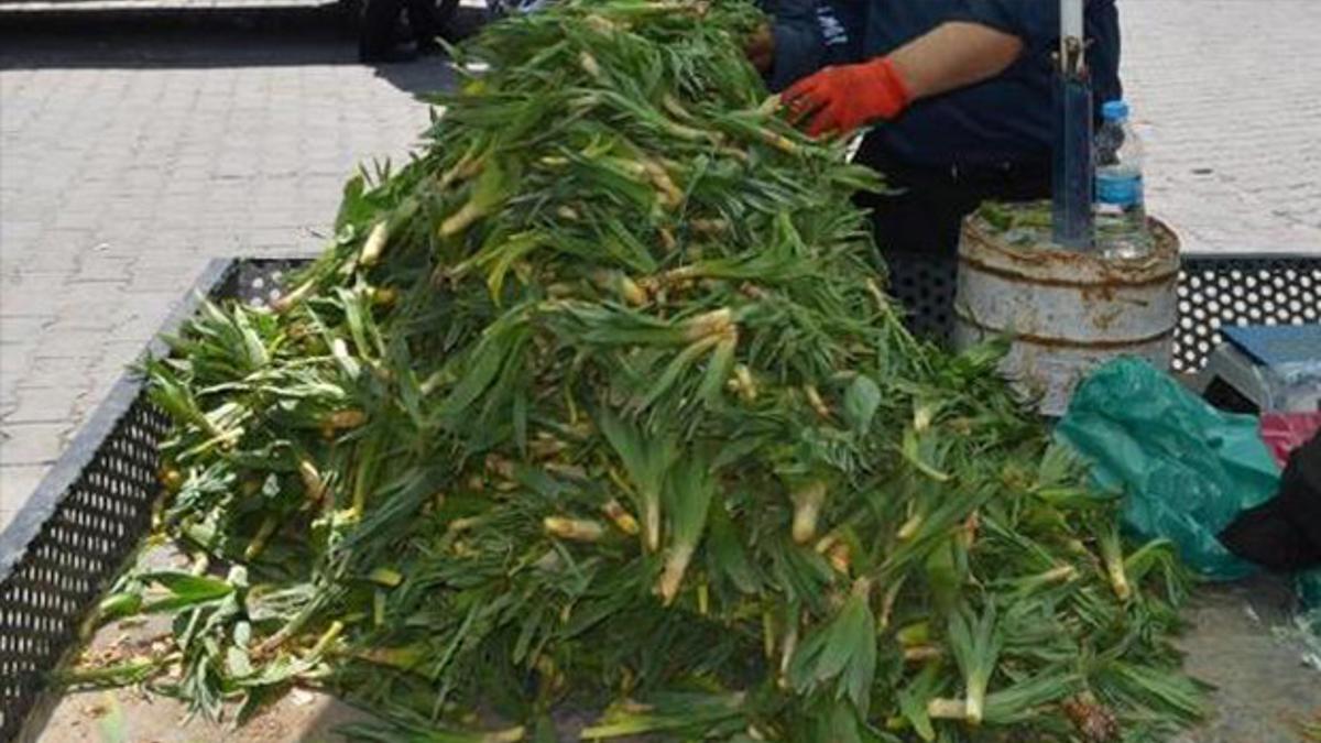 Çiriş otu nedir? Çiriş otunun faydaları neler?