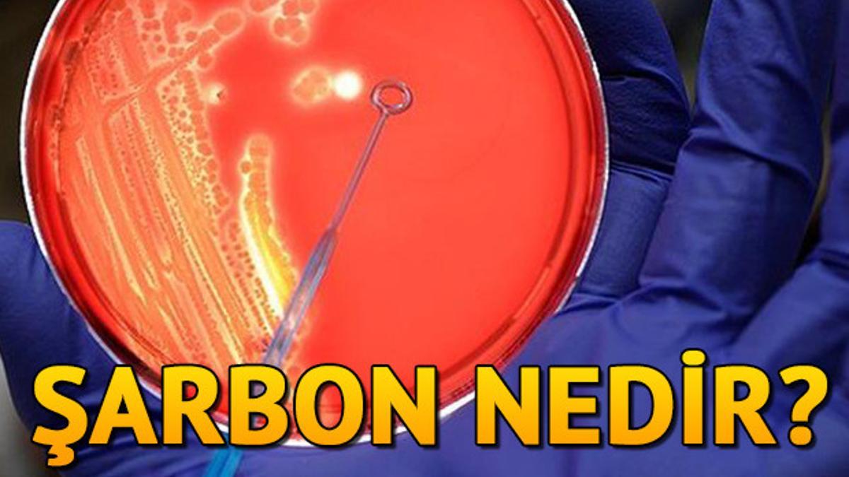 Şarbon nedir? Şarbon hastalığının belirtileri