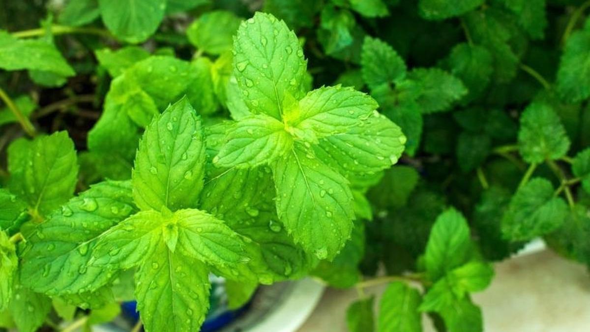 Nane nasıl çoğaltılır? Nane sapı nasıl ekilir?