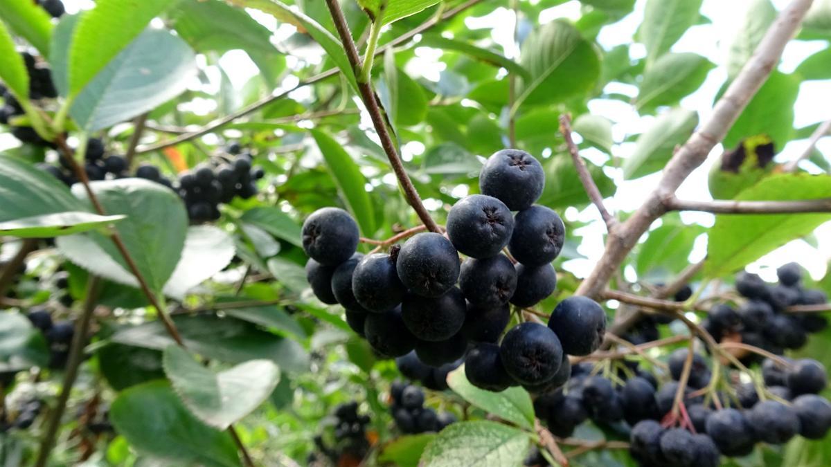 Aronya meyvesi nedir? Aronya meyvesi nasıl bir meyve? Aronya meyvesinin ...