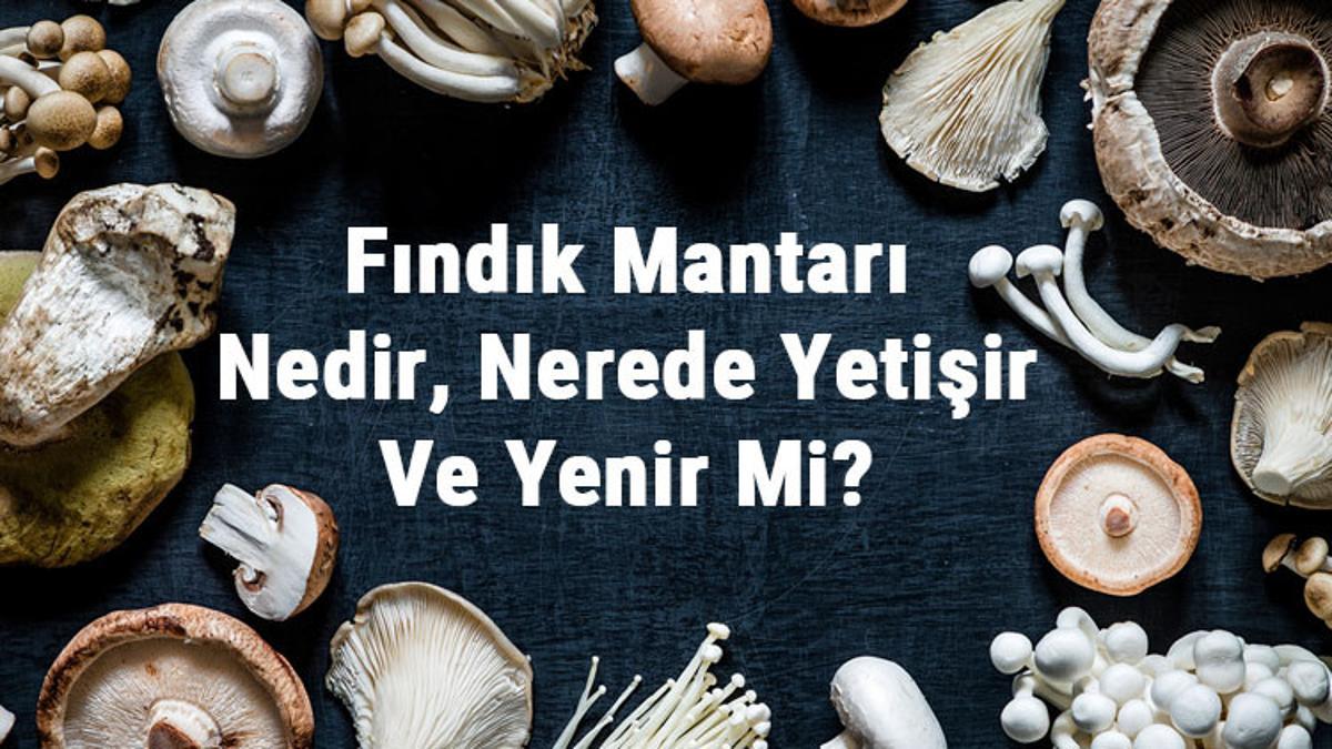Fındık Mantarı Nedir, Nerede Yetişir Ve Yenir Mi? Fındık Mantarı ...
