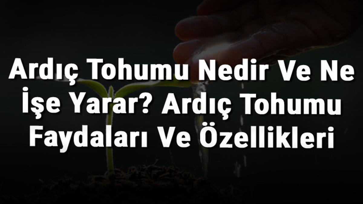 Ardıç Tohumu Nedir Ve Ne İşe Yarar? Ardıç Tohumu Faydaları Ve ...