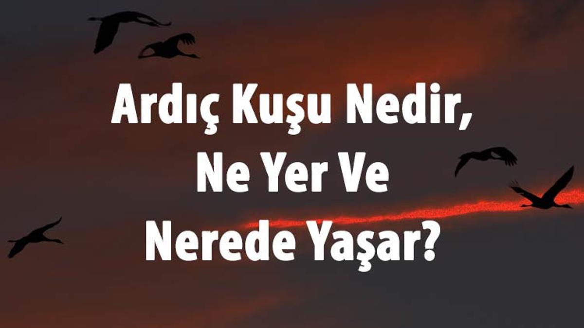 Ardıç Kuşu Nedir, Ne Yer Ve Nerede Yaşar? Ardıç Kuşu Nereye Göç Eder Ve ...