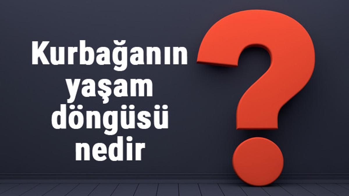 Kurbağanın yaşam döngüsü nedir ve nasıl gerçekleşir? Kurbağaların yaşam ...
