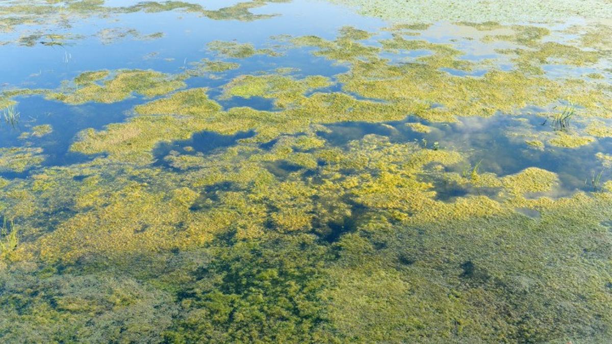 Alg patlaması nedir? Alg patlaması neden olur?