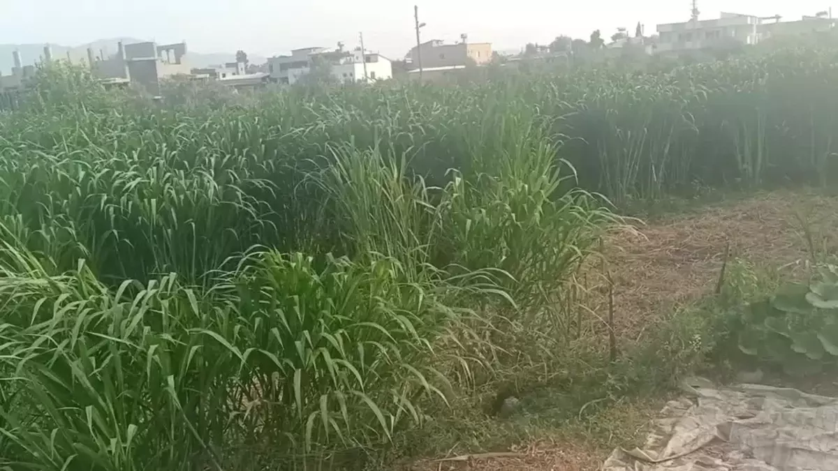 Maralfalfa nedir, nasıl ekilir?