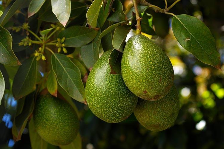 Avokado Bitkisi Nasıl Yetiştirilir?