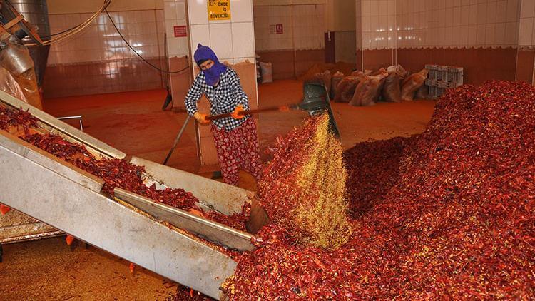 İsot biberi nasıl yapılır? Biber salçası nasıl yapılır?