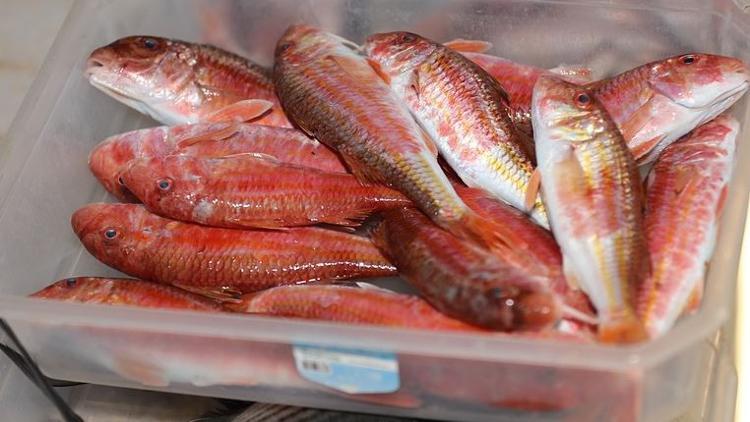 Halk arasında barbun olarak biliniyor: Barbunya nedir, özellikleri ...