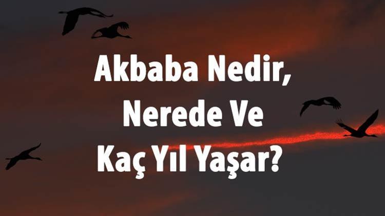 Akbaba Nedir, Nerede Ve Kaç Yıl Yaşar? Akbaba Kuşu Özellikleri Hakkında ...