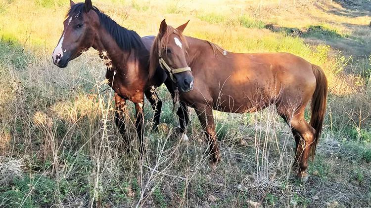 Adalar’ın son atları - Son Dakika Haber