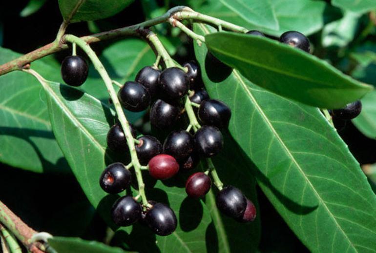 Şifa deposu: Karayemiş - Sağlık Haberleri