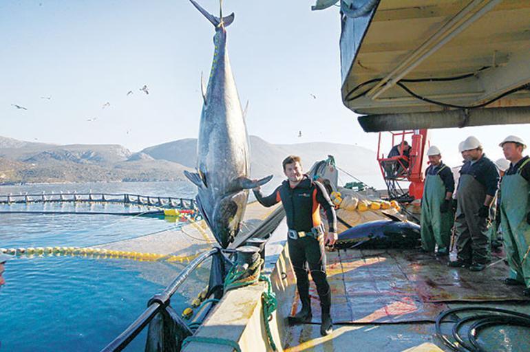 Orkinos çiftliğinde derin inceleme - Son Dakika Magazin
