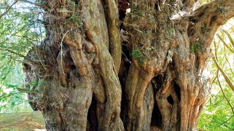 Yabanda olan yabanda kalsın - Haber Magazin