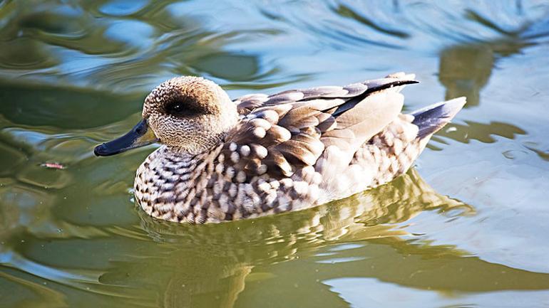 Birer birer eksiliyor dostlar - Haberler Magazin