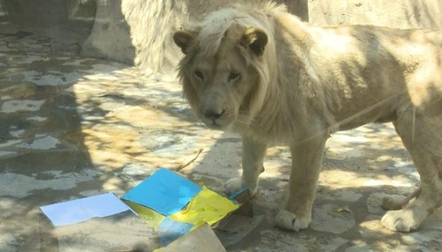Beyaz Aslan Haberleri - Son Dakika Beyaz Aslan Hakkında Güncel Haber ve ...