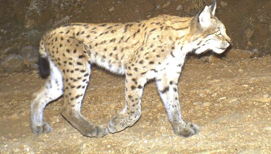 Vaşak Haberleri - Son Dakika Vaşak Hakkında Güncel Haber ve Bilgiler